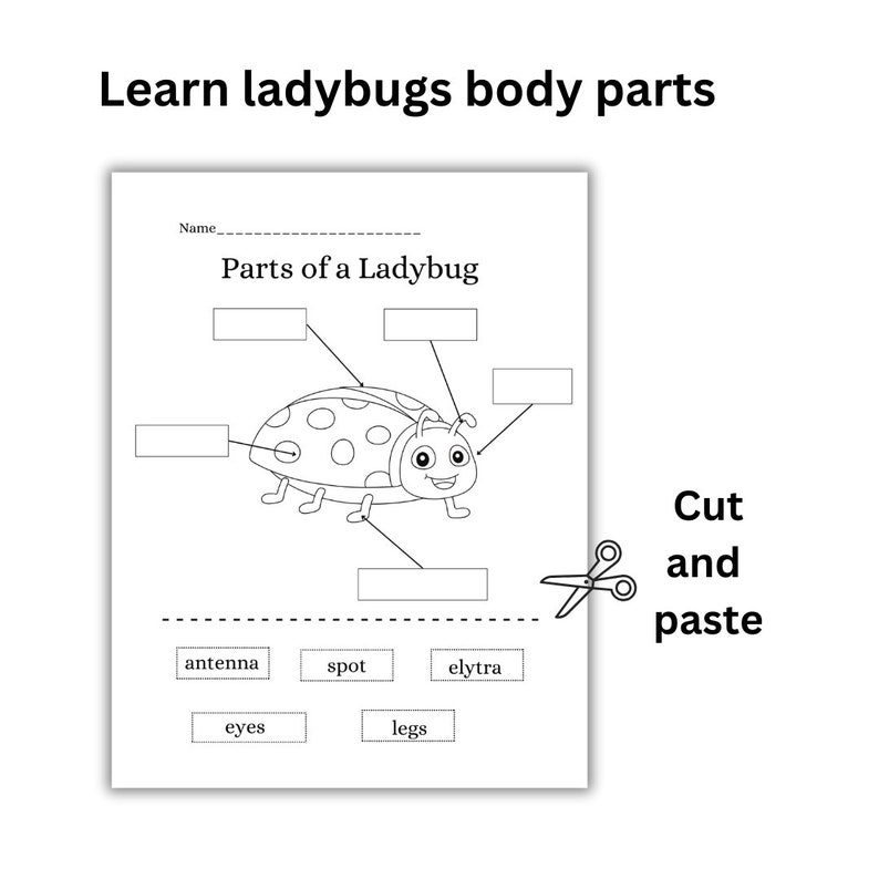 Ladybug Life Cycle Worksheet Printable Download Kids Worksheet Animals ...