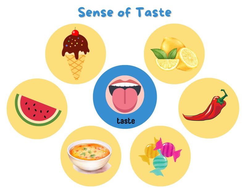 The 5 Senses Learning Activities: Autism & Special Education Printable ...