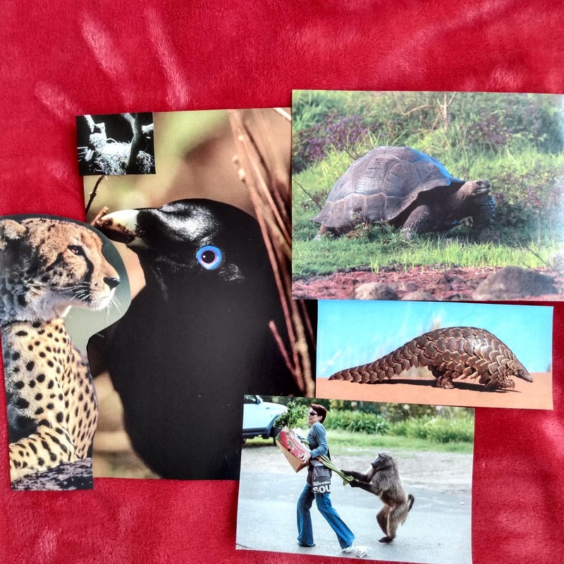 Animal Mood Board - Etsy
