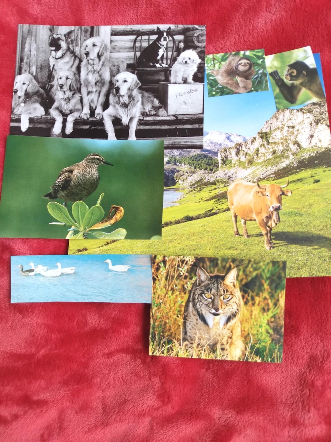 Kits de collage de recortes de animales de revistas (100 piezas) - Etsy ...