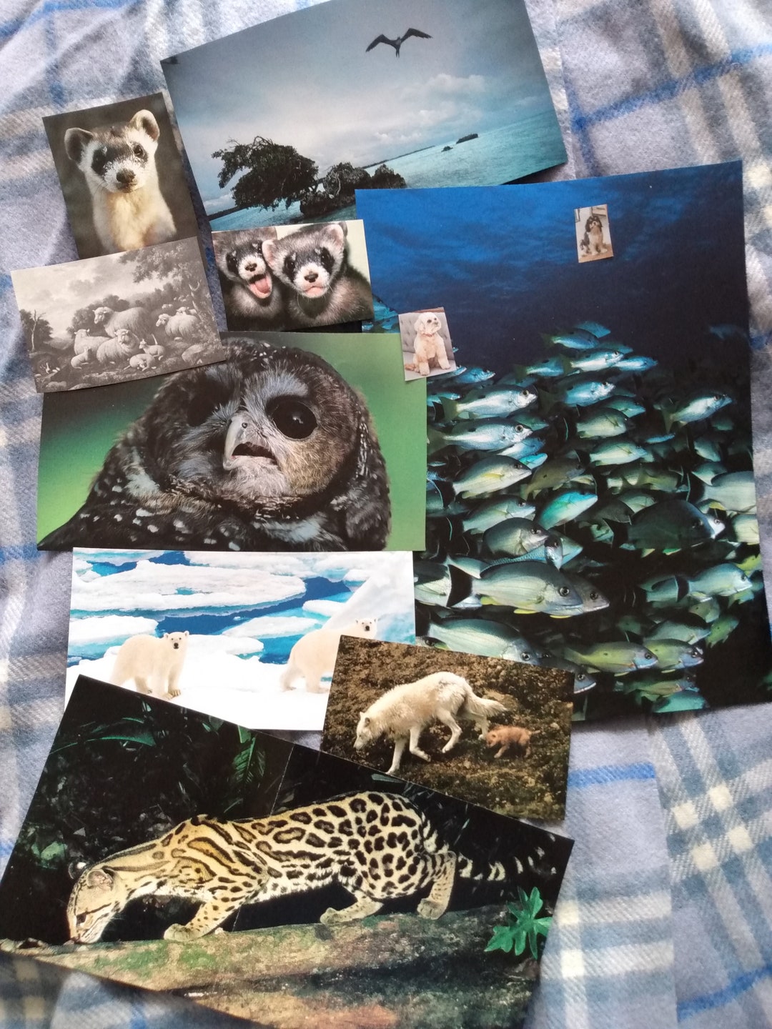 Magazine Animal Cut Outs (100 Pieces) for Journals, Collages ...