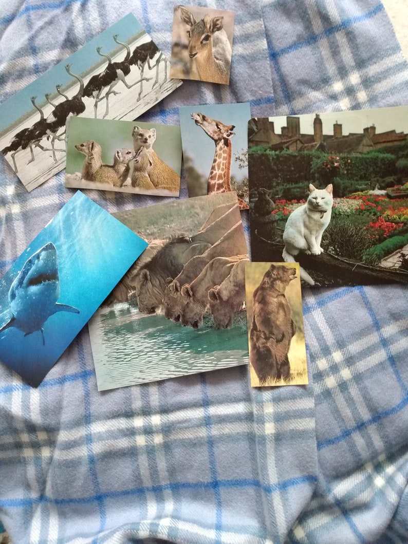 Magazine Animal Cut Outs 100 Pieces for Journals, Collages ...