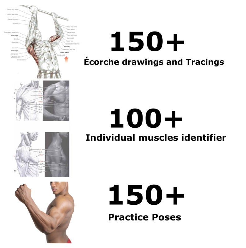 Anatomy for Artists Ecorche Reference Poses Photos - Etsy
