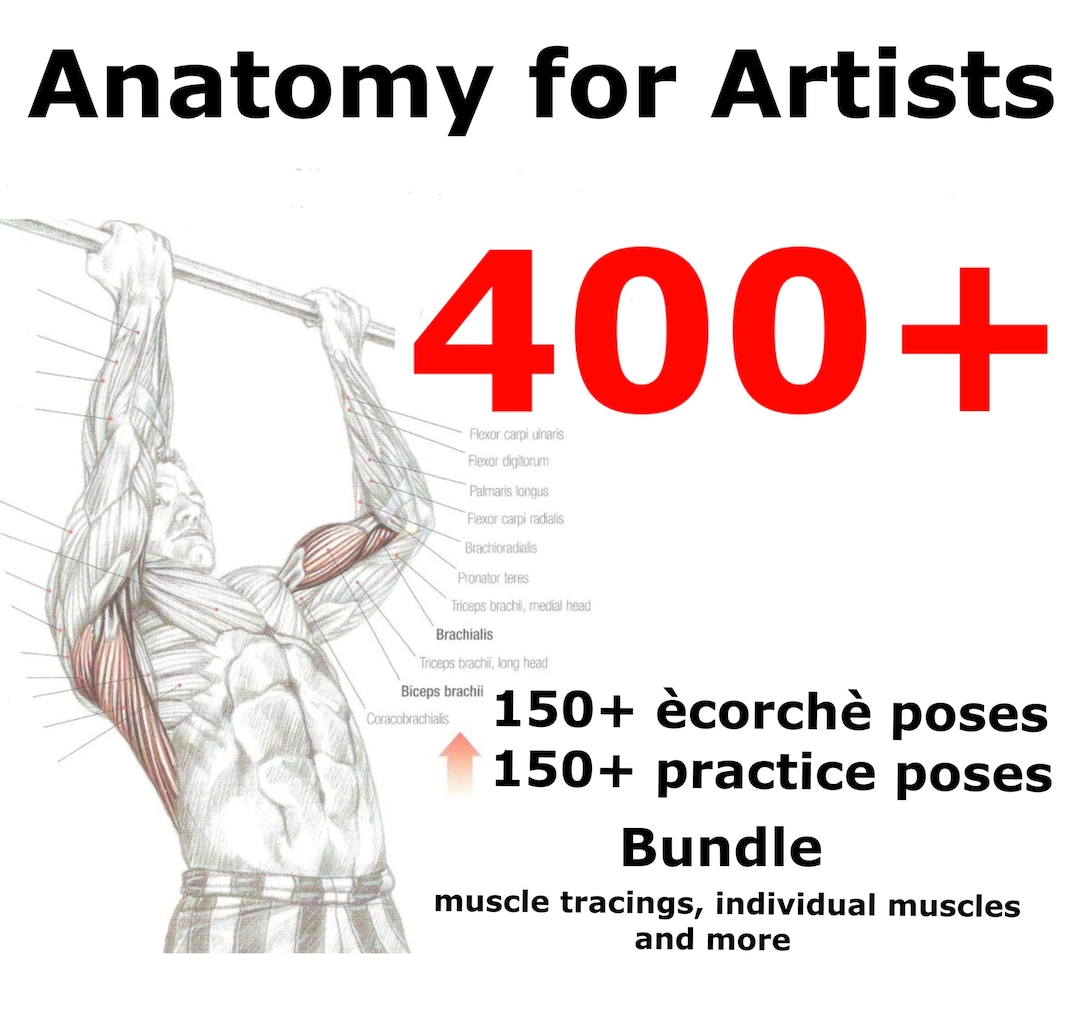 Anatomy for Artists Ecorche Reference Poses Photos - Etsy