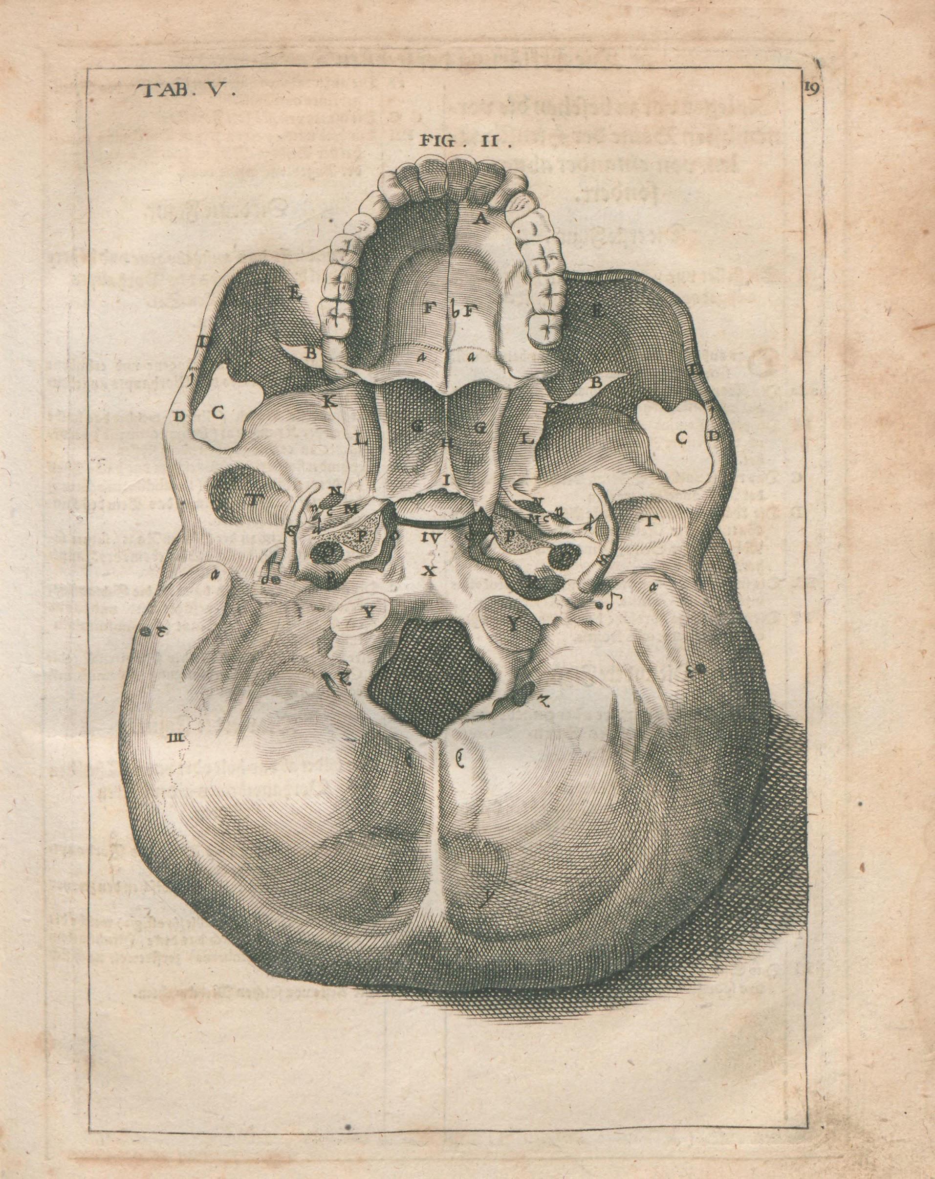 Renaissance Anatomy Drawings Ecorche Collection in Ink - Etsy