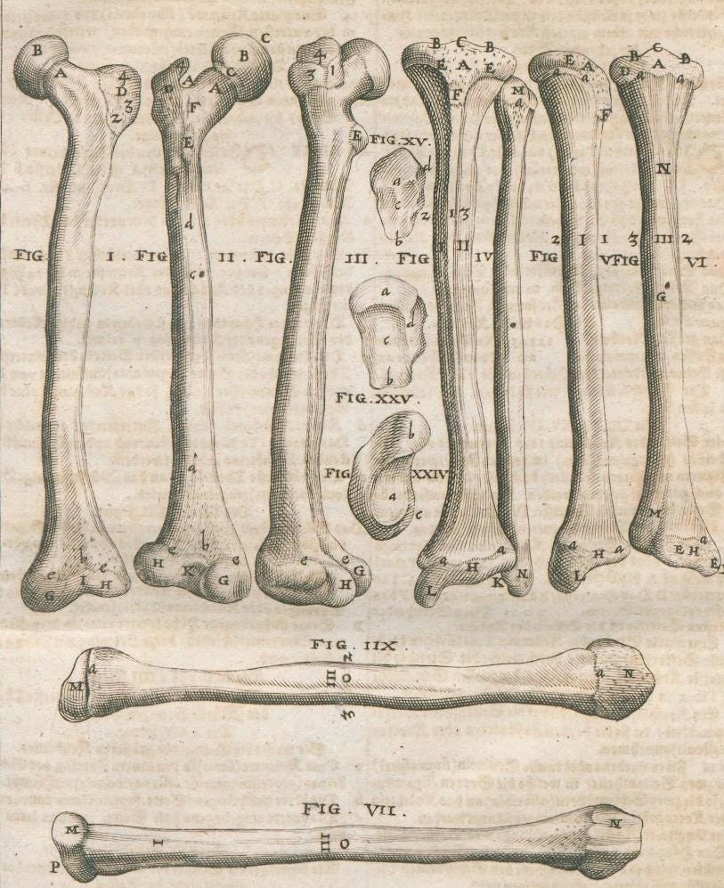 Renaissance Anatomy Drawings Ecorche Collection in Ink - Etsy