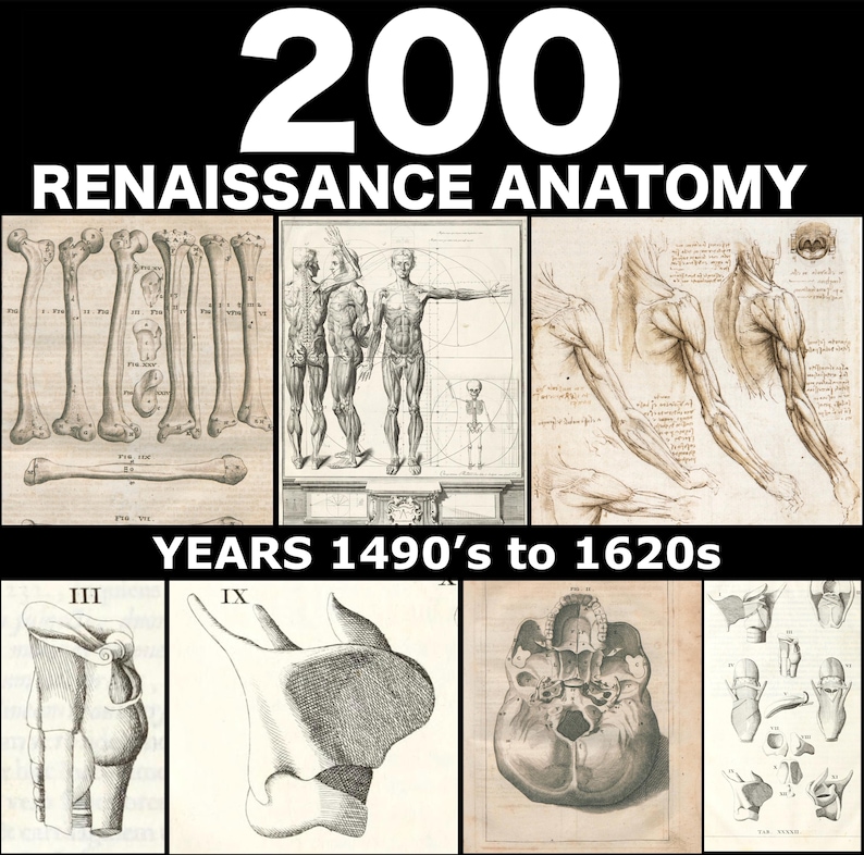 Renaissance Anatomy Drawings Ecorche Collection in Ink - Etsy