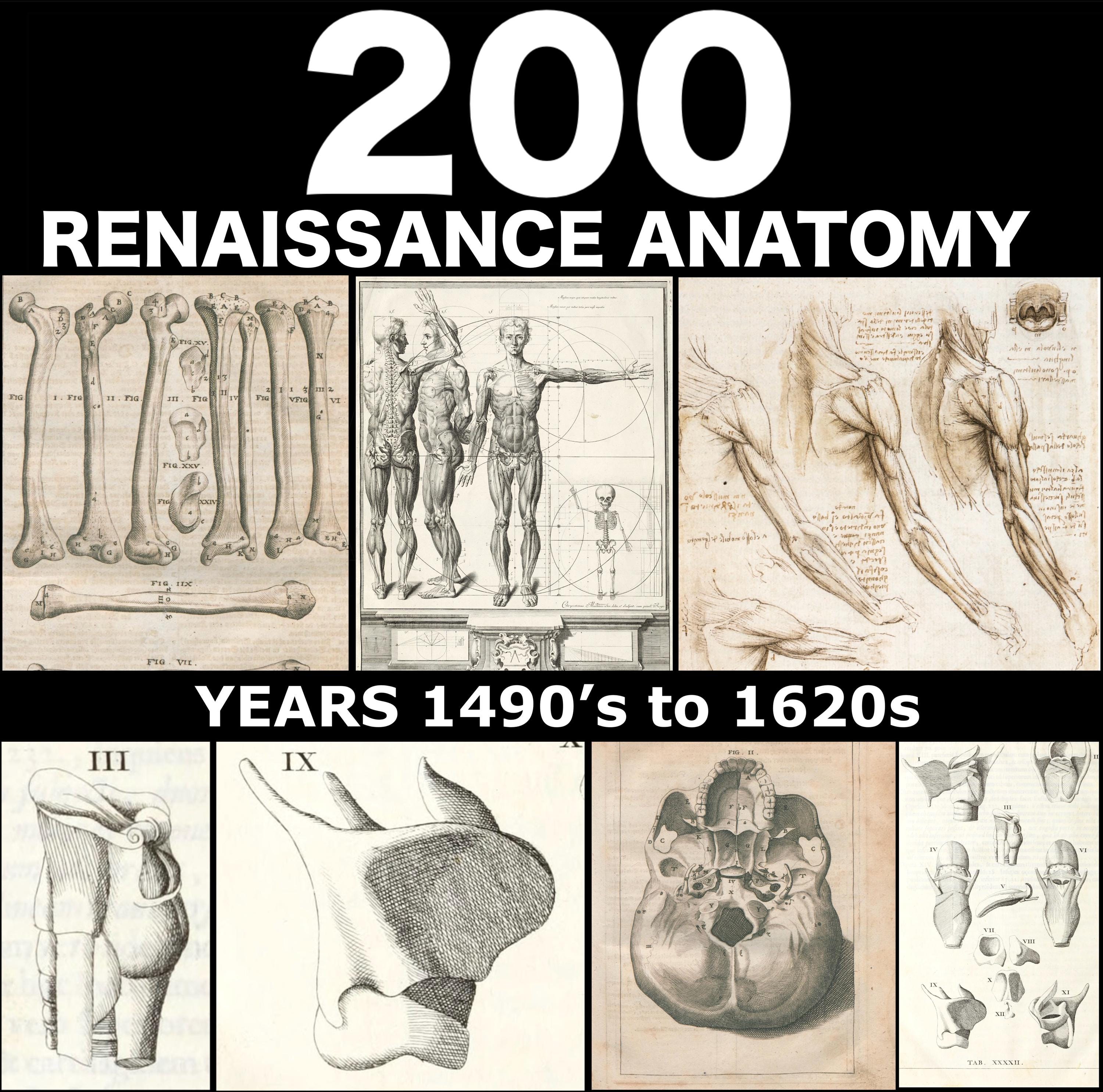 Renaissance Anatomy Drawings Ecorche Collection in Ink - Etsy