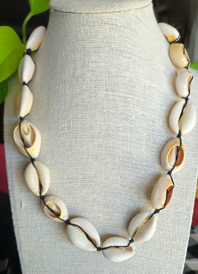 Natural Cowrie Seashell 18