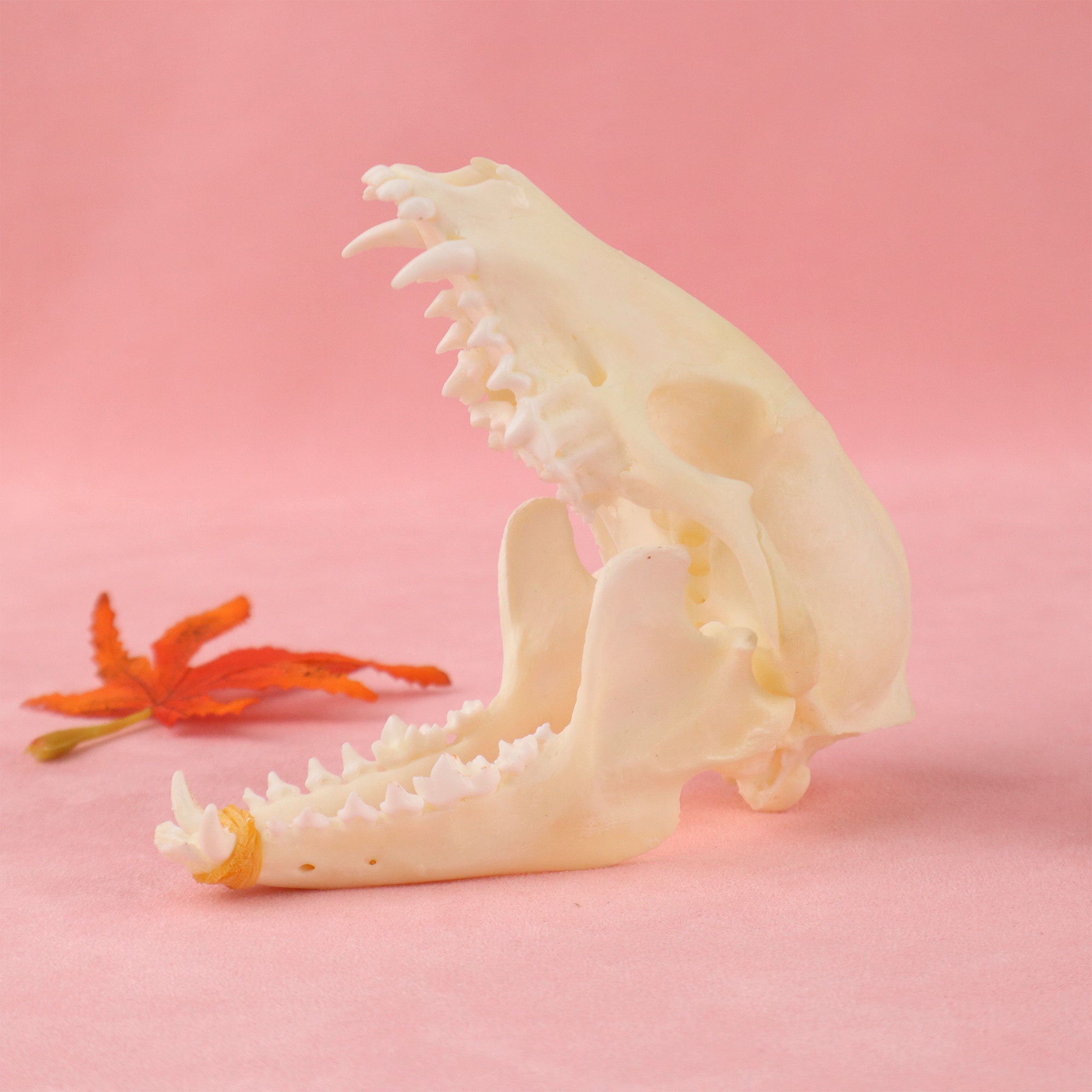 Exquisite Specimen of a Raccoon Skull of Moral Origin, Real Raccoon ...