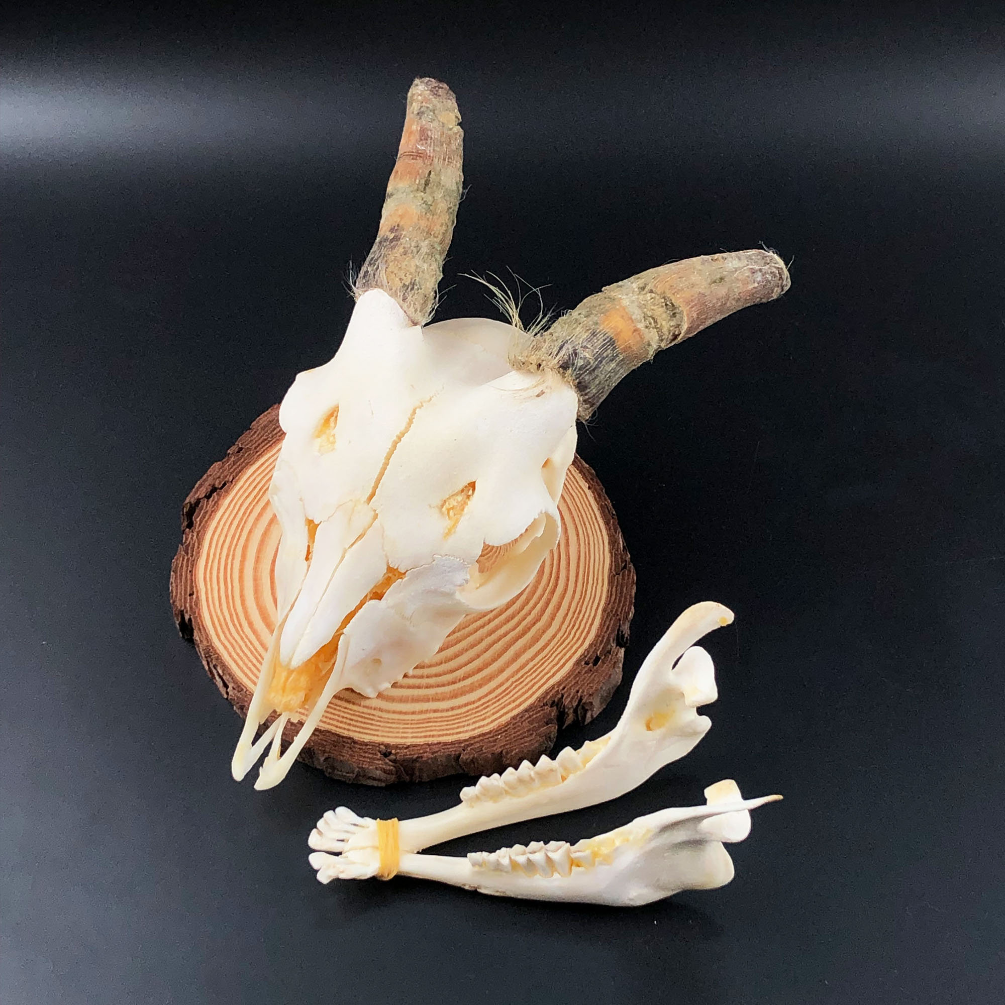 Authentic Taxidermy Skull Farm Natural Death Lamb Skull domesticated ...