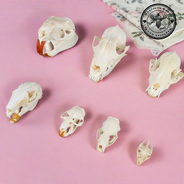Real Ethically Sourced Mink Skull - Etsy