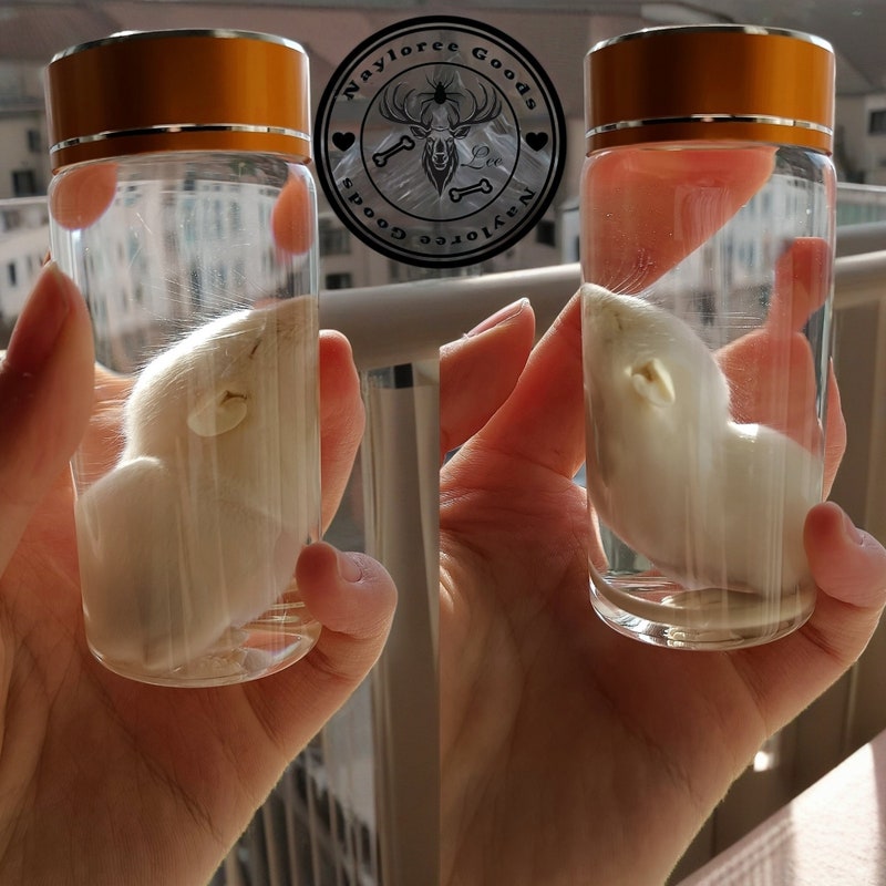 Wet Specimens - Etsy