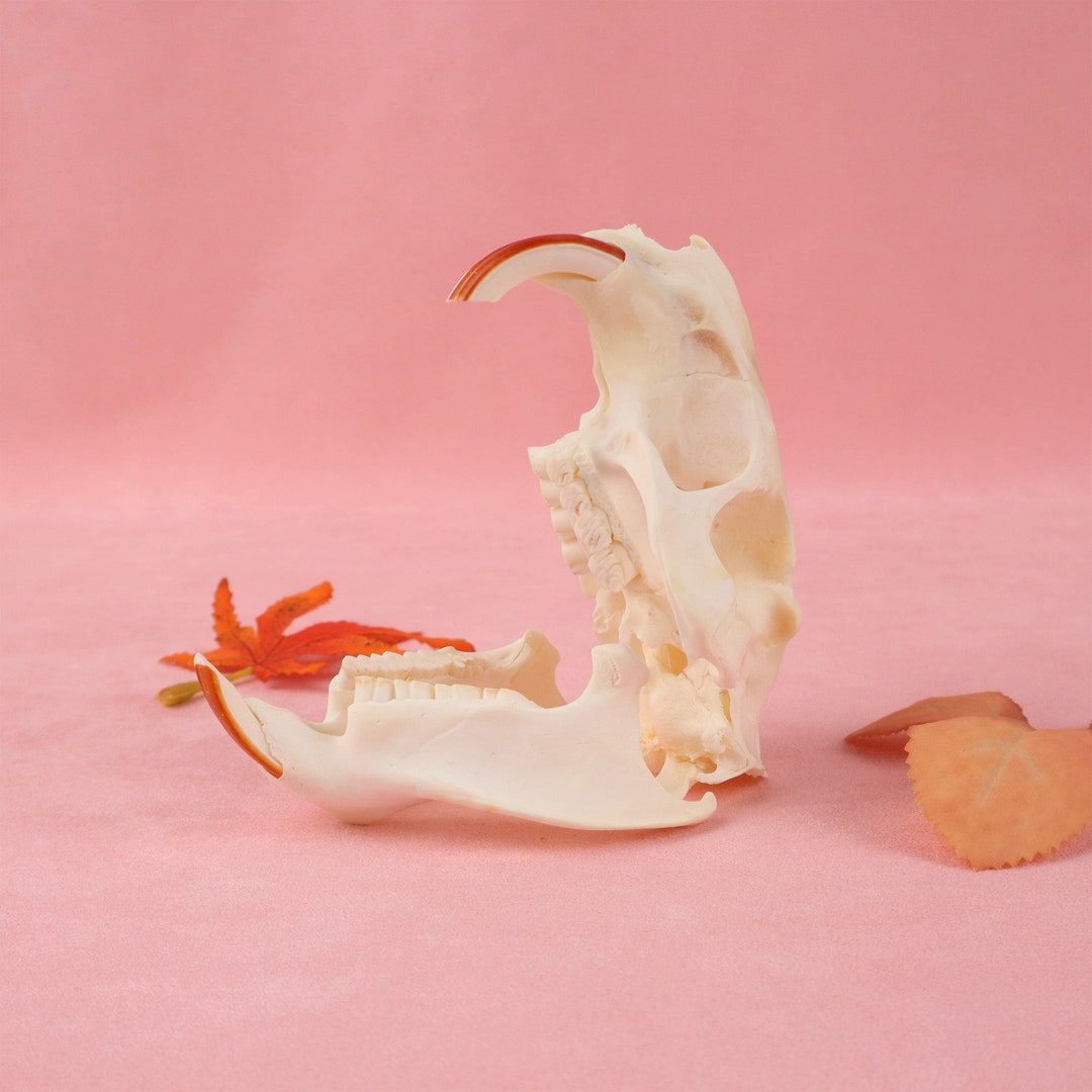 Nutria Skull, Professional Cleaned and Degreased Animal Bone, Suitably ...