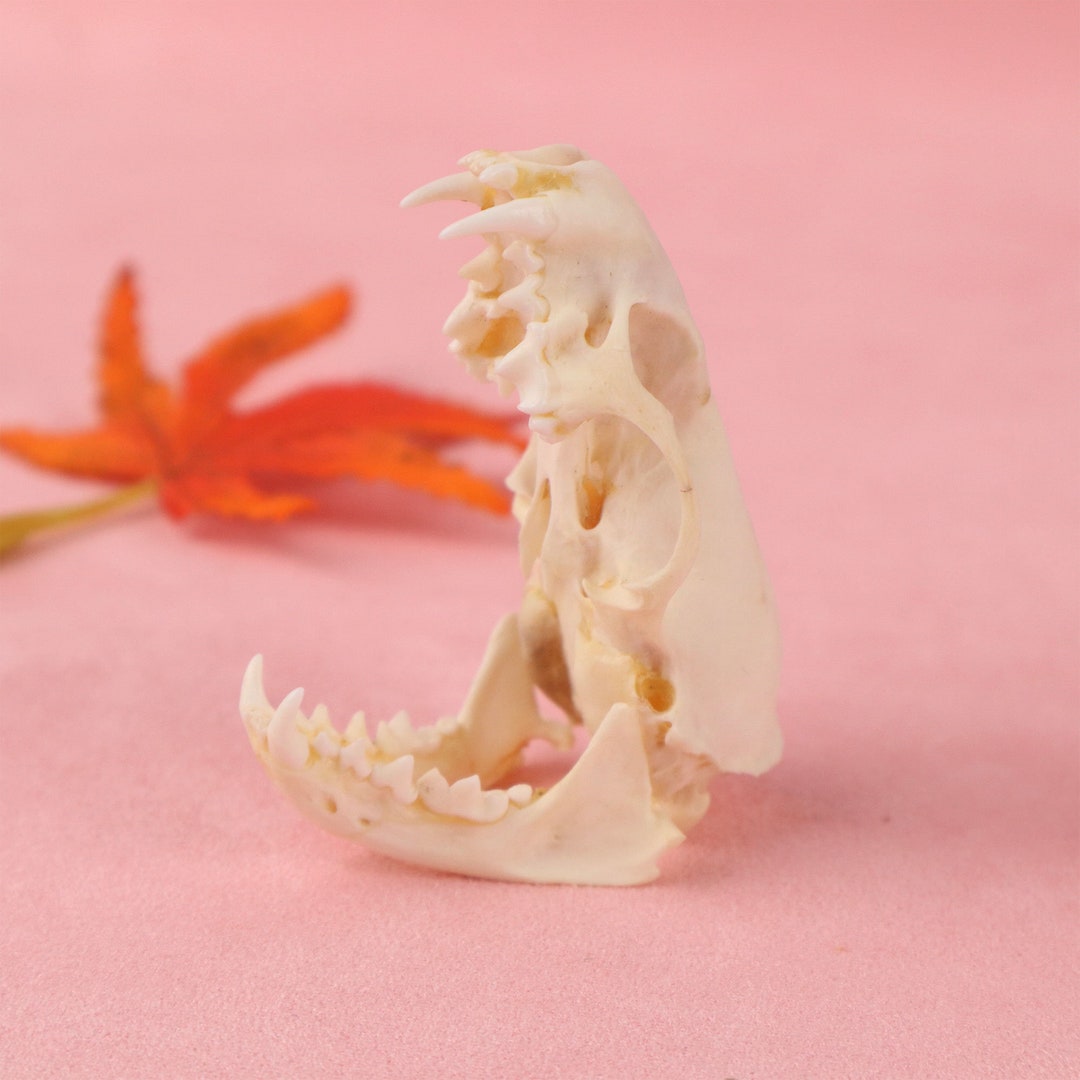 Real Mink Skull Bone Specimen, Bone After Cleaned and Bleached ...