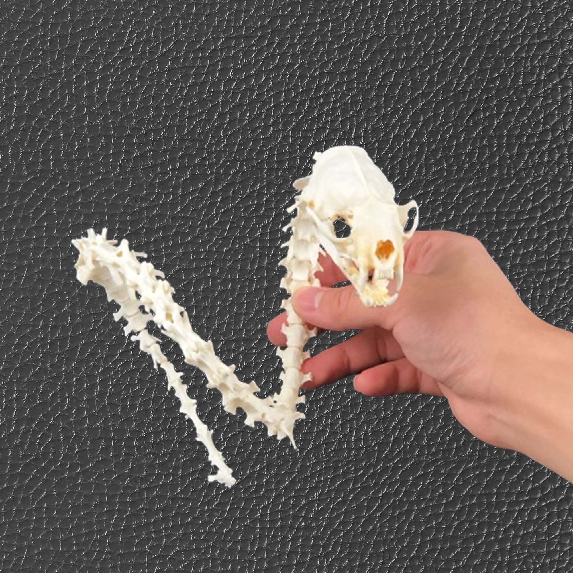 A Bone Monster Specimen Combining Mink and Fox Tail Bones, a Real ...