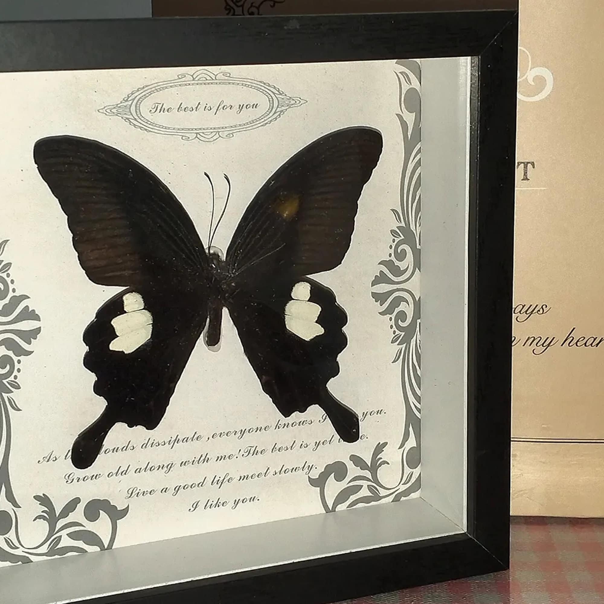 3 Styles Real Butterfly Specimen Frame, Gothic Green Summer Form ...
