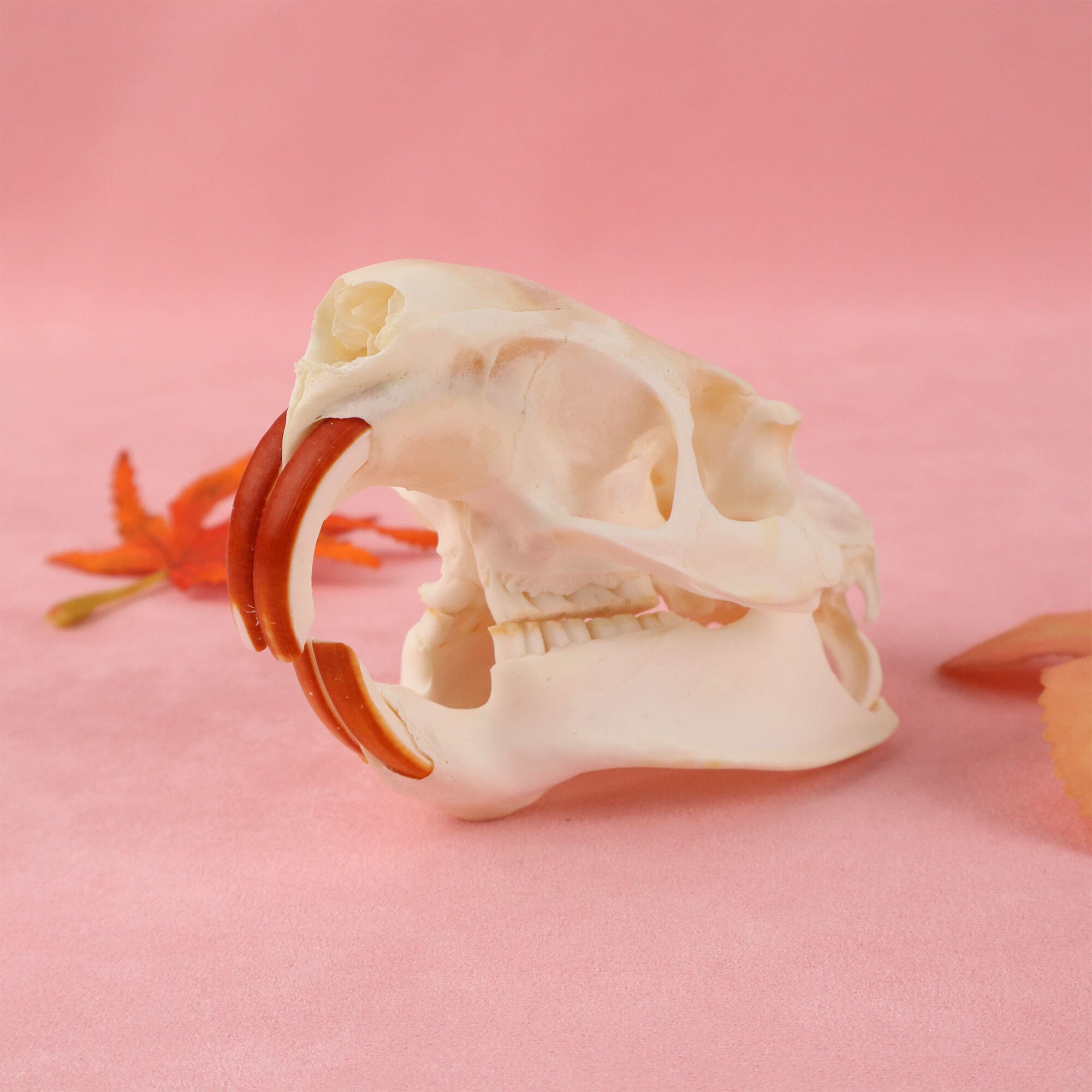 Nutria Skull, Professional Cleaned and Degreased Animal Bone, Suitably ...