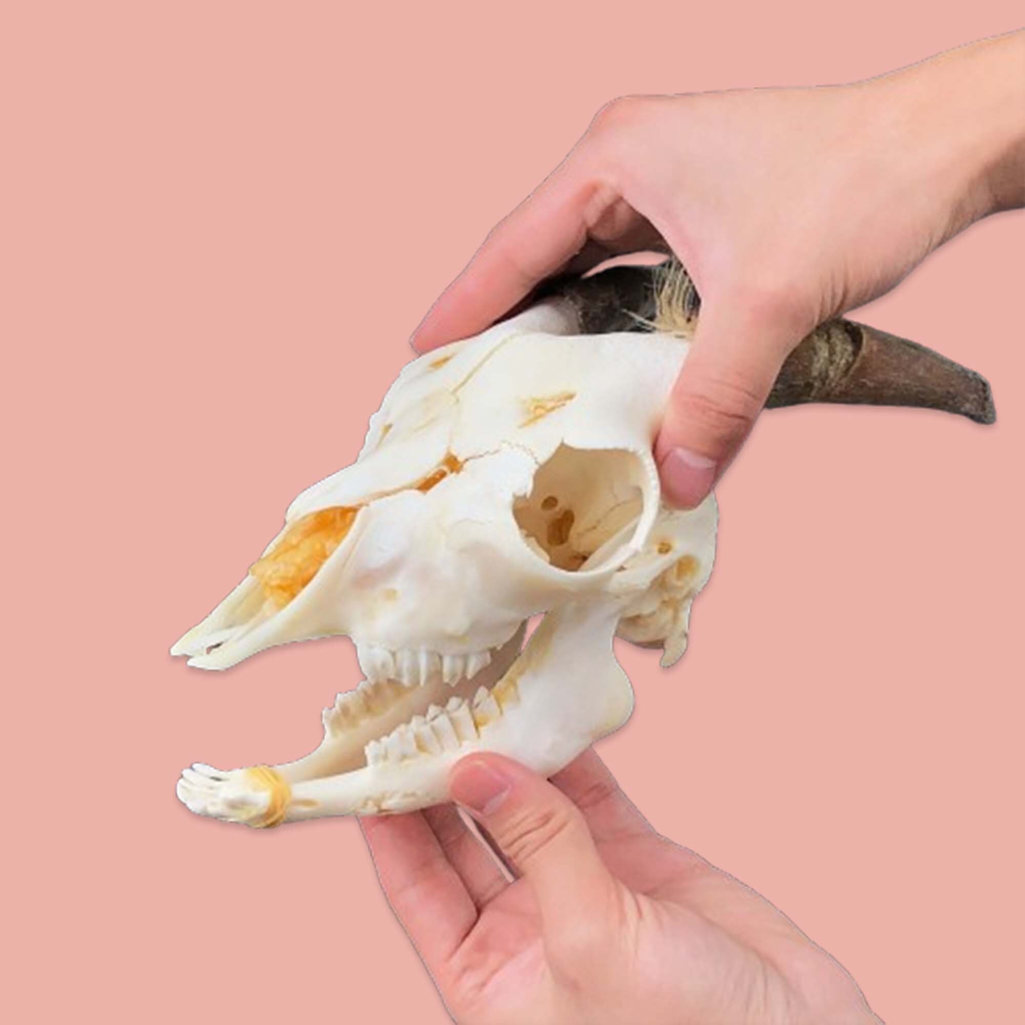 Authentic Taxidermy Skull Farm Natural Death Lamb Skull domesticated ...
