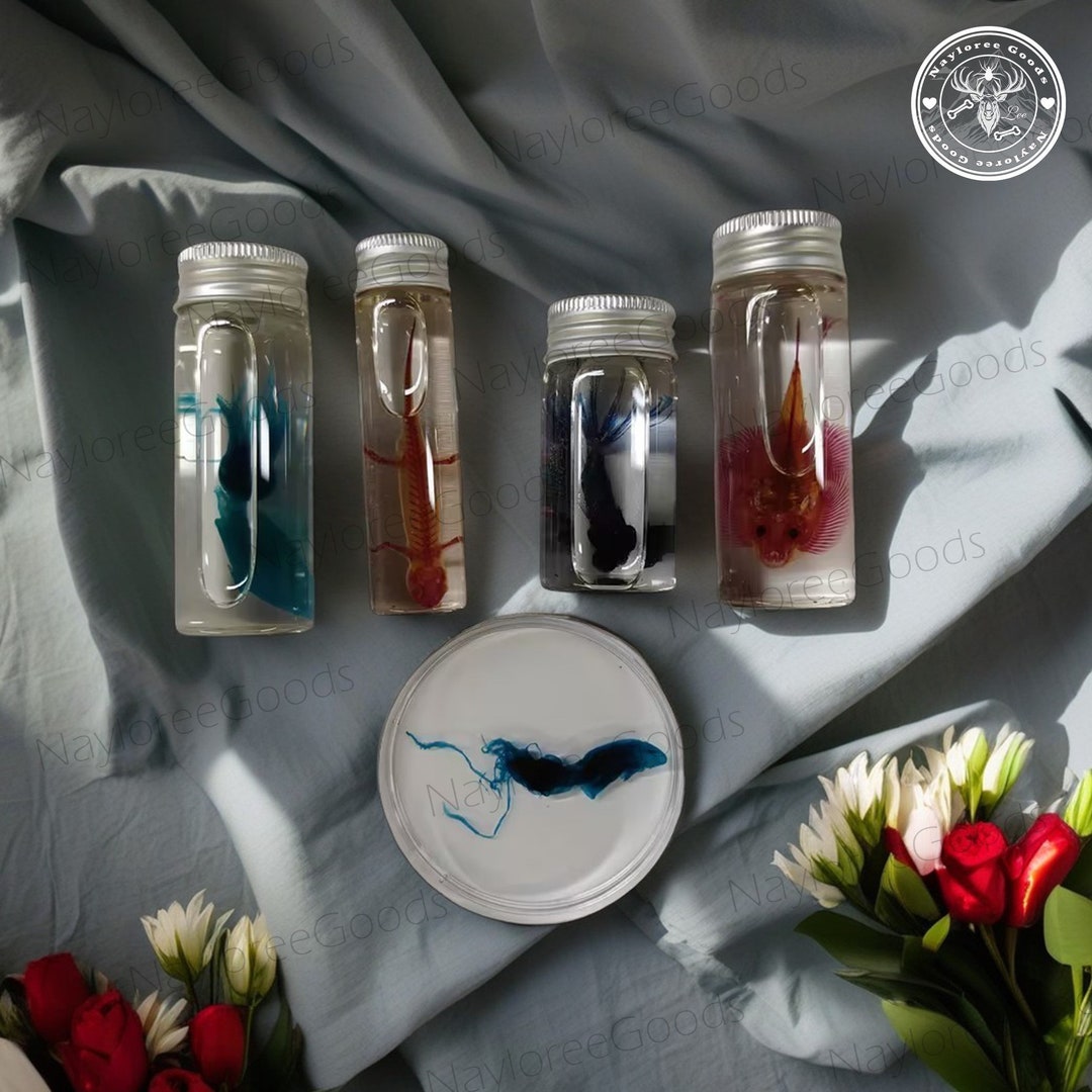 Cute Small Octopus, Fish, Lizard Wet Specimens in Jars, Witchcraft ...