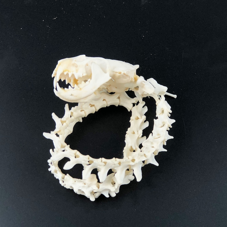 A Bone Monster Specimen Combining Mink and Fox Tail Bones, a Real ...