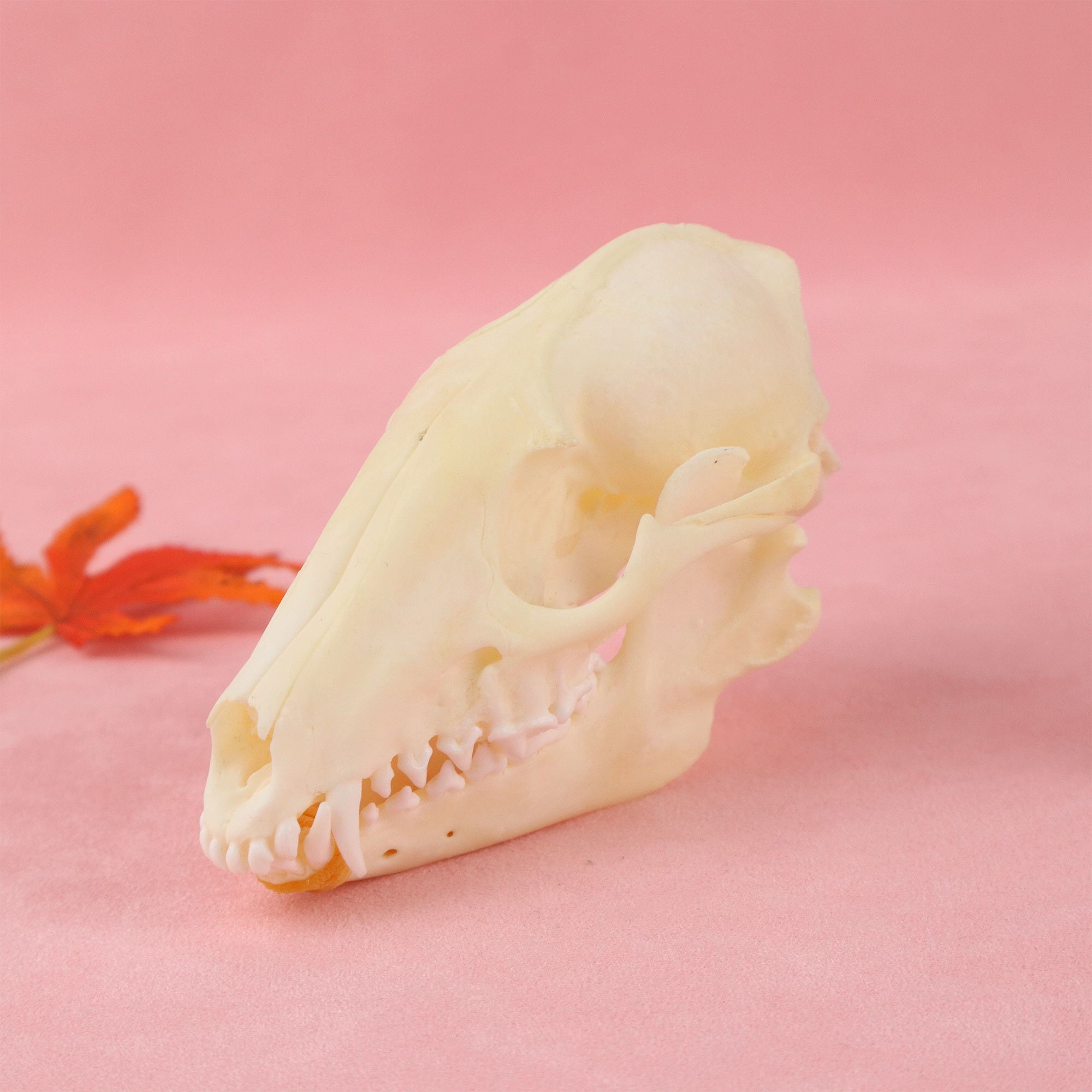 Exquisite Specimen of a Raccoon Skull of Moral Origin, Real Raccoon ...
