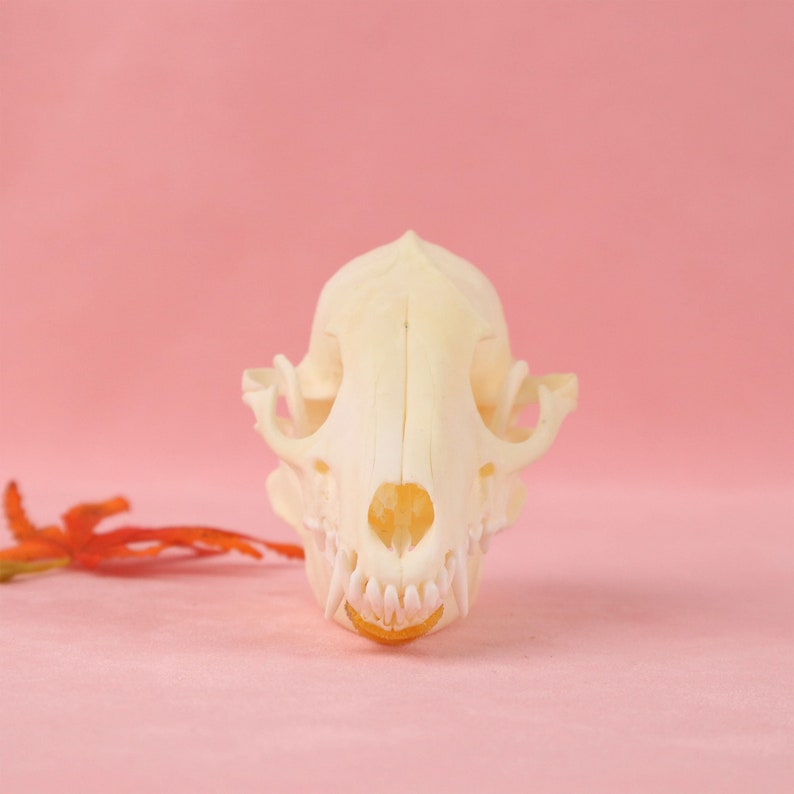 Exquisite Specimen of a Raccoon Skull of Moral Origin, Real Raccoon ...