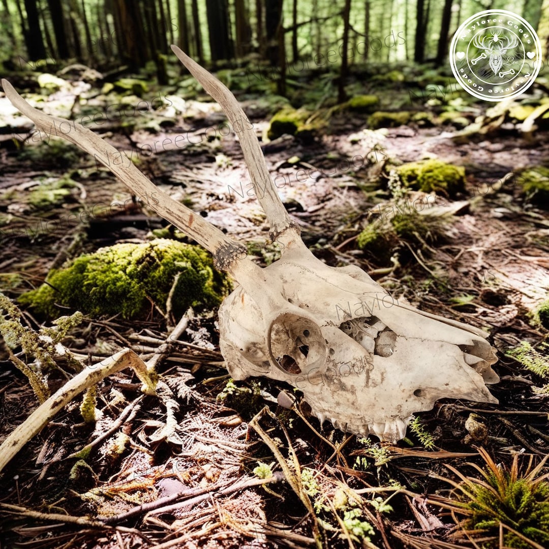 Skull of Deer With Horns in the Forest After Natural Death and Decay ...