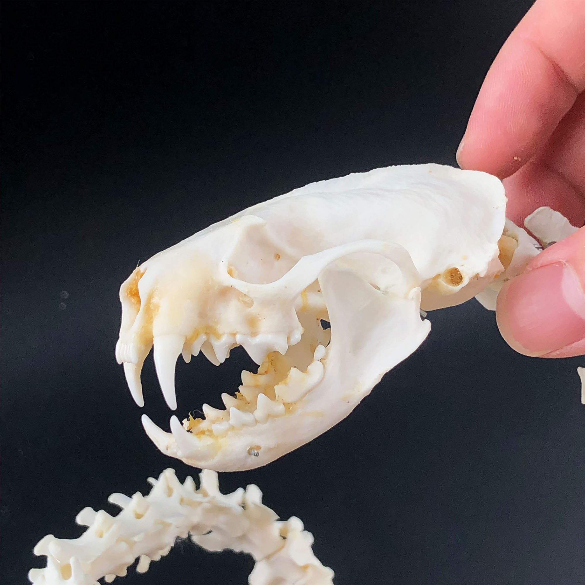 A Bone Monster Specimen Combining Mink and Fox Tail Bones, a Real ...