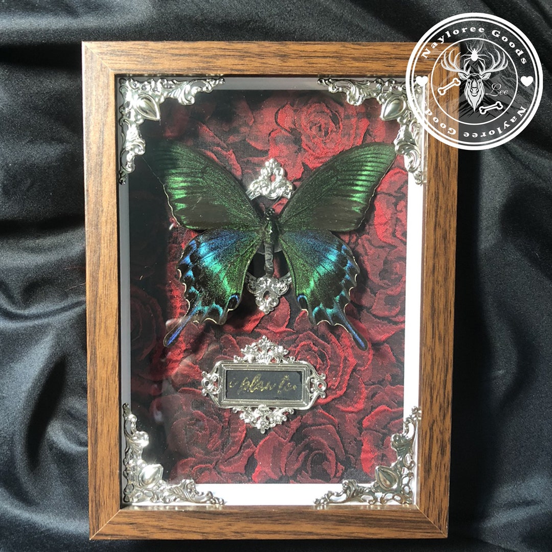 Green Butterfly Taxidermy Frame, Like Color Film Papilio Maackii ...