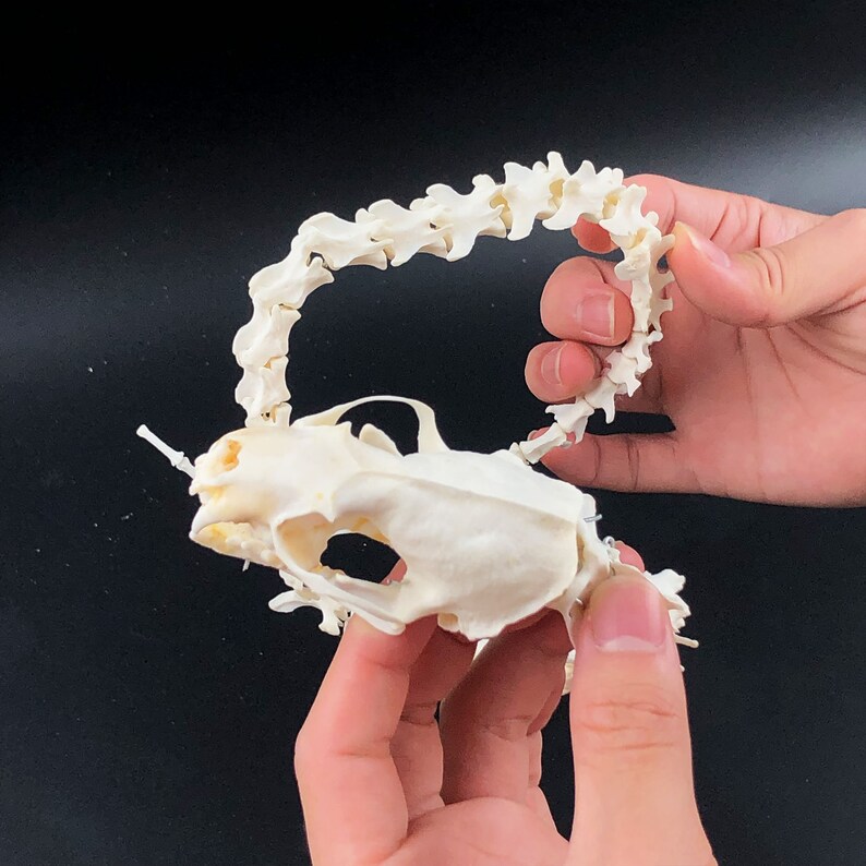 A Bone Monster Specimen Combining Mink and Fox Tail Bones, a Real ...