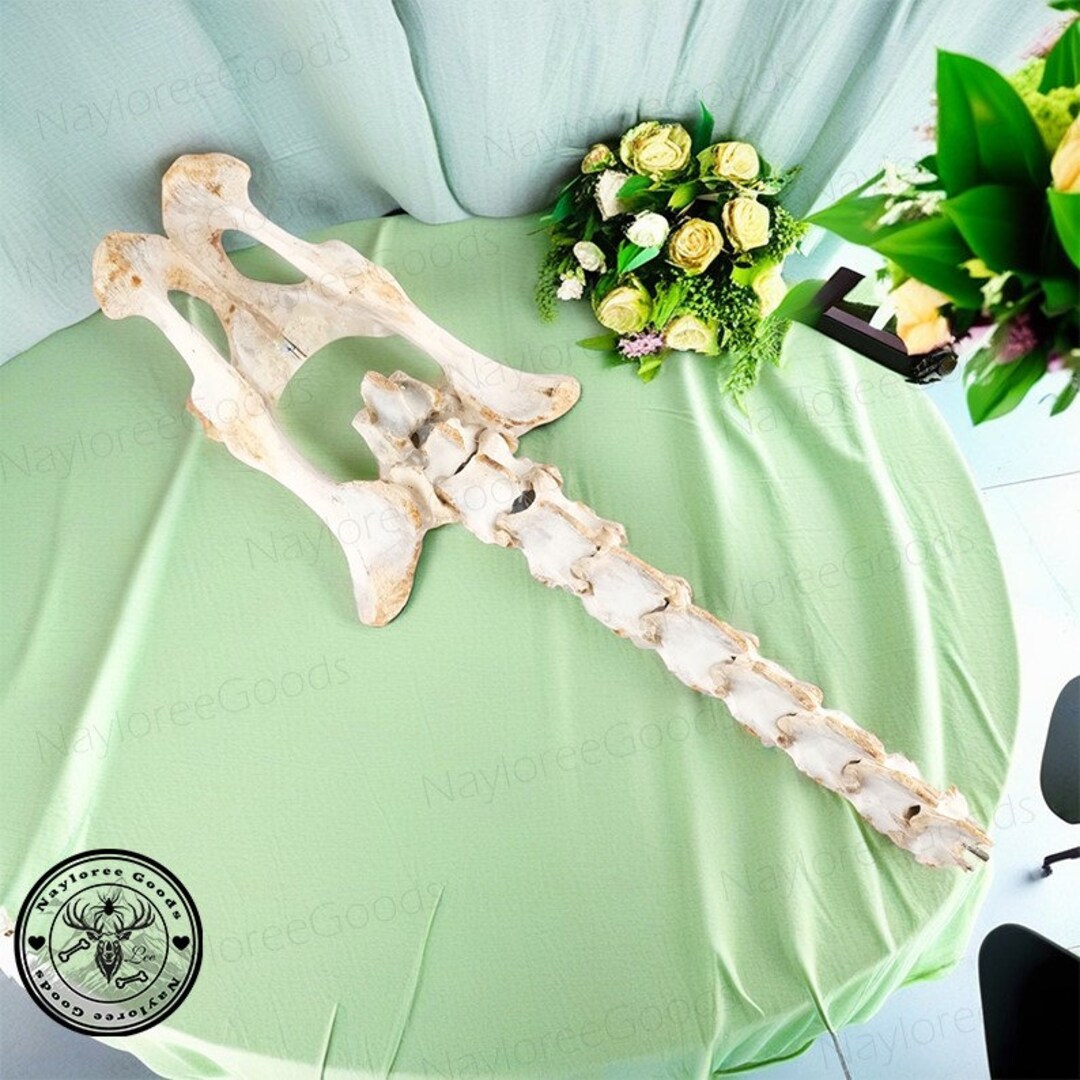 Real Animal Spine Specimens, Pharaoh's Scepter Shape Bone Artwork ...