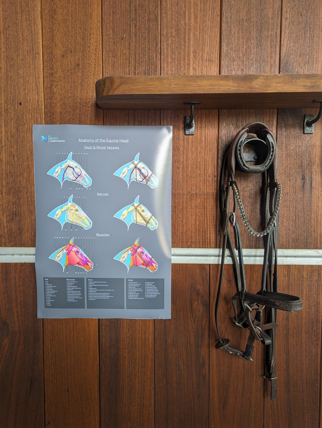 Anatomy of the Equine Head Poster - Etsy