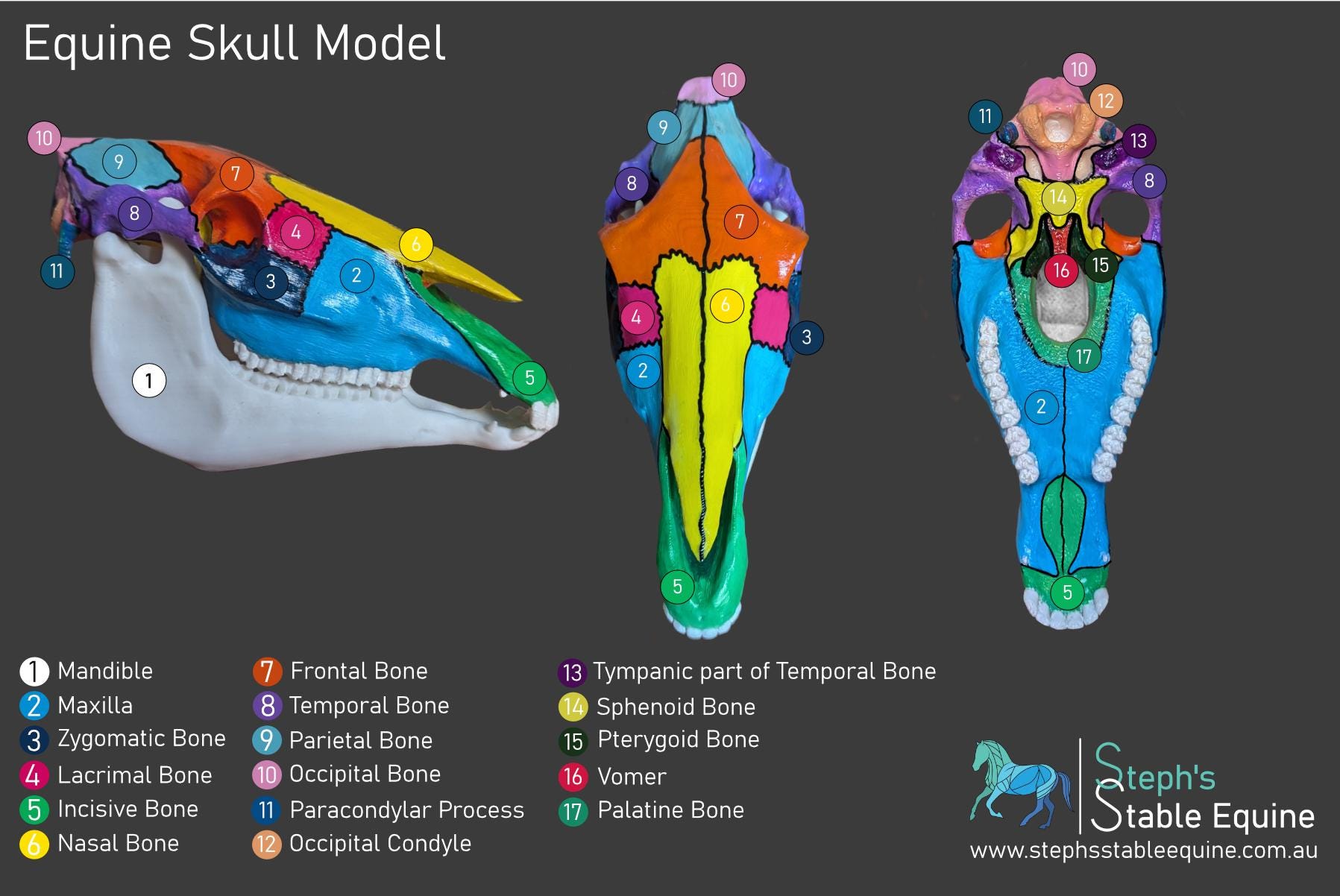 Equine Spine and Pelvis Model - FULLY ARTICULATING - Etsy