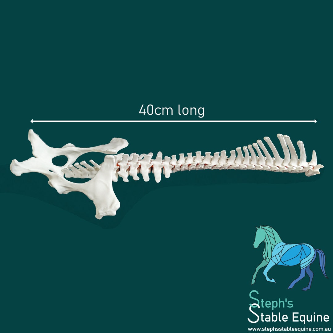 Equine Spine and Pelvis Model - Etsy
