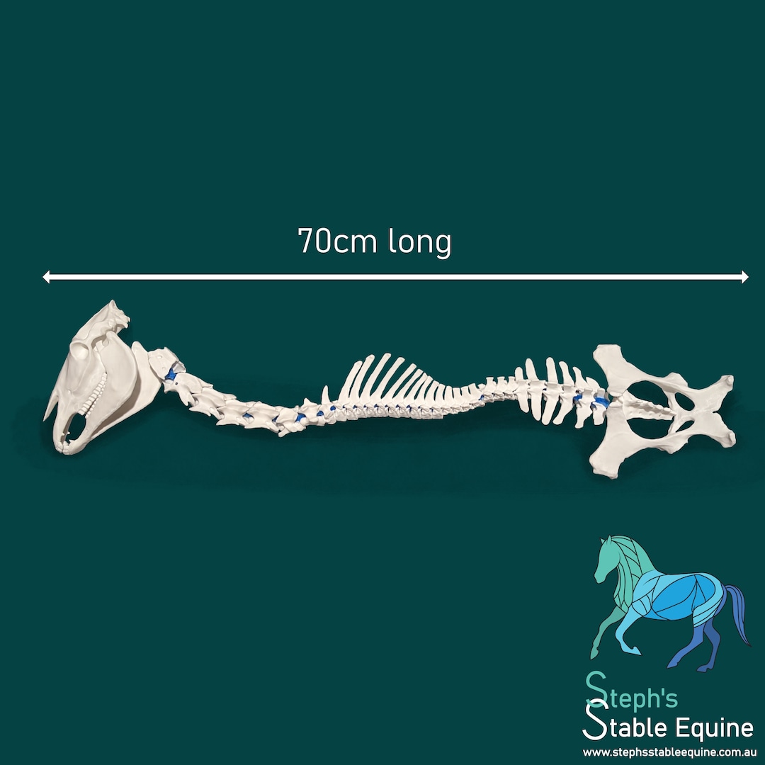 Equine Spine and Pelvis Model - FULLY ARTICULATING - Etsy
