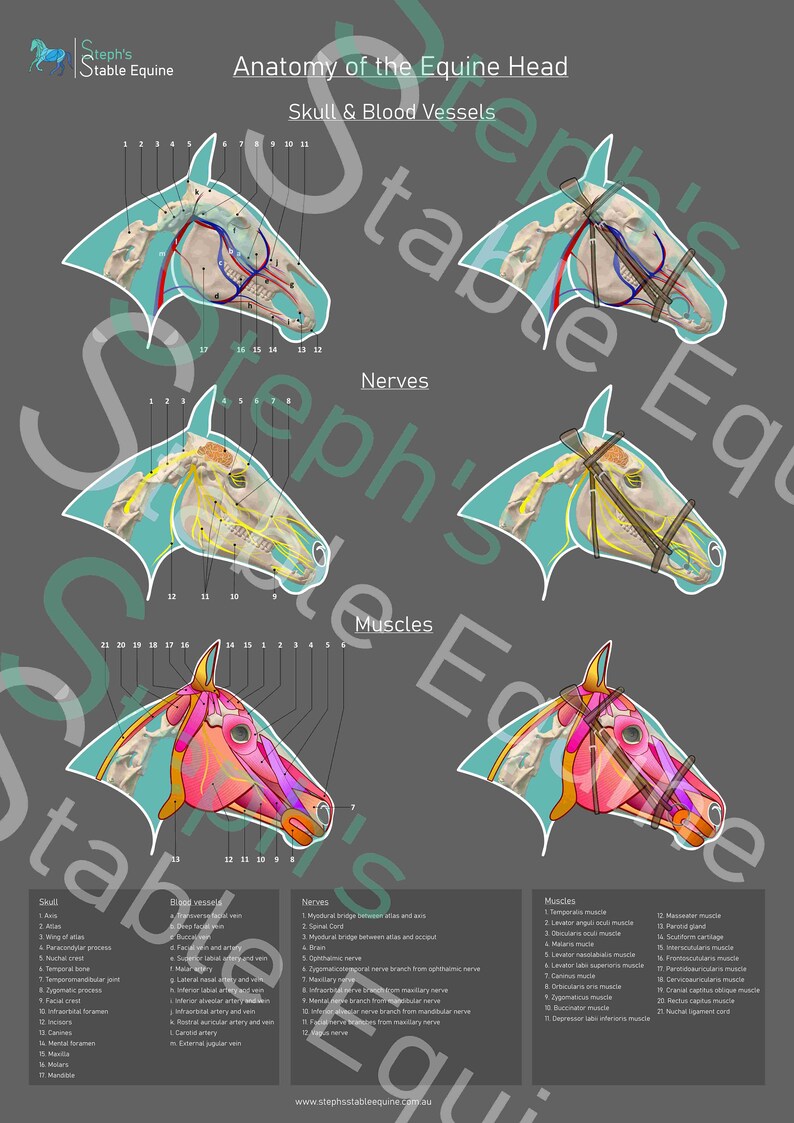 Anatomy of the Equine Head Poster - Etsy