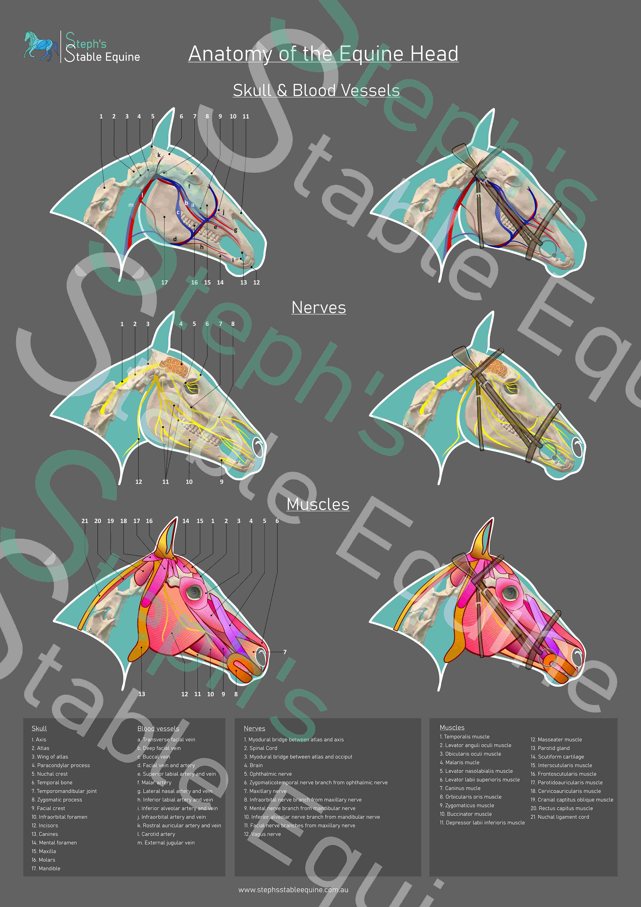 Anatomy of the Equine Head Poster - Etsy