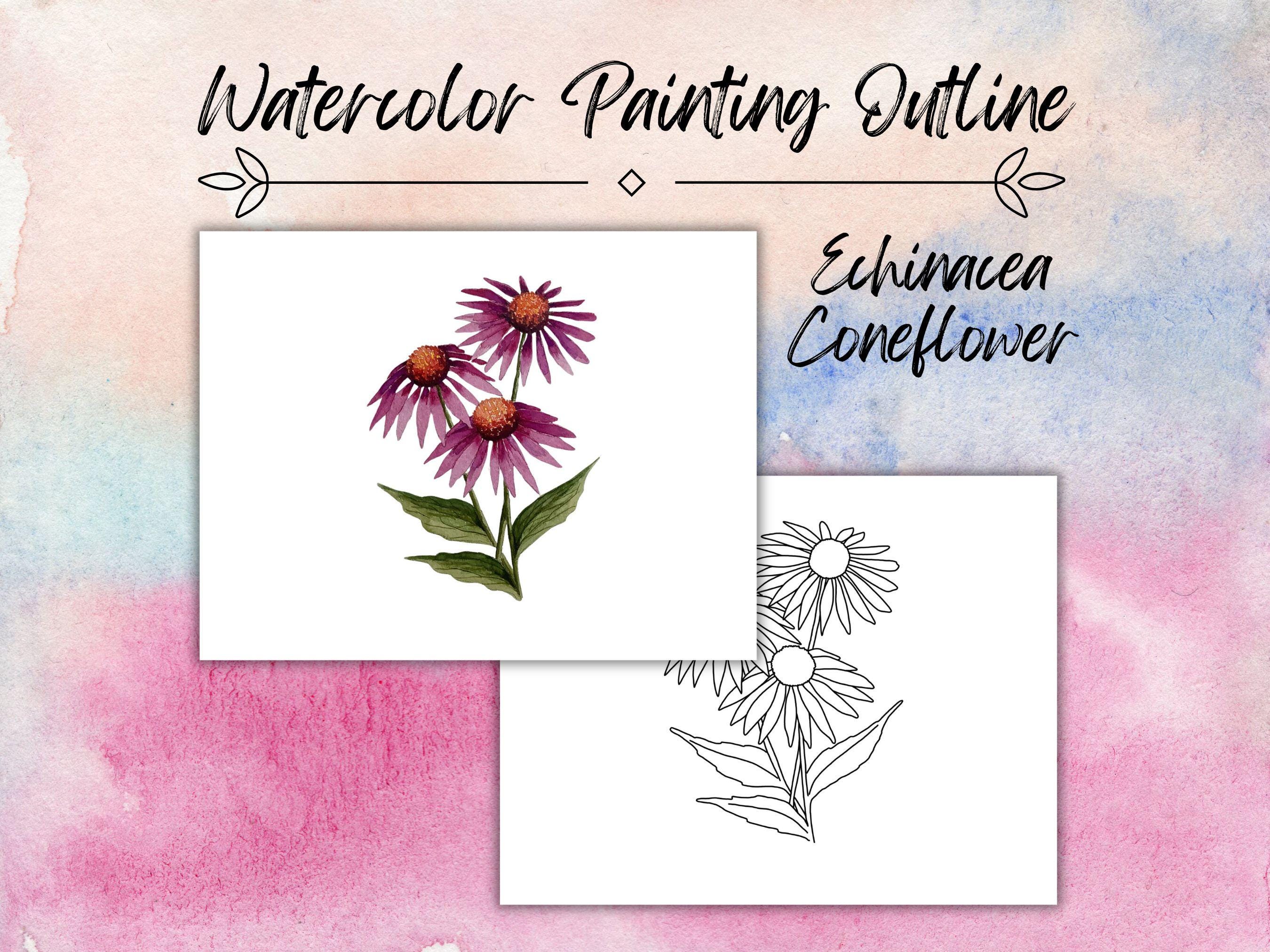 Coneflower Echinacea Outline Drawing, Template for Painting or Coloring ...