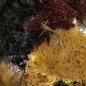 Irish Sea Moss Wildcrafted - Etsy