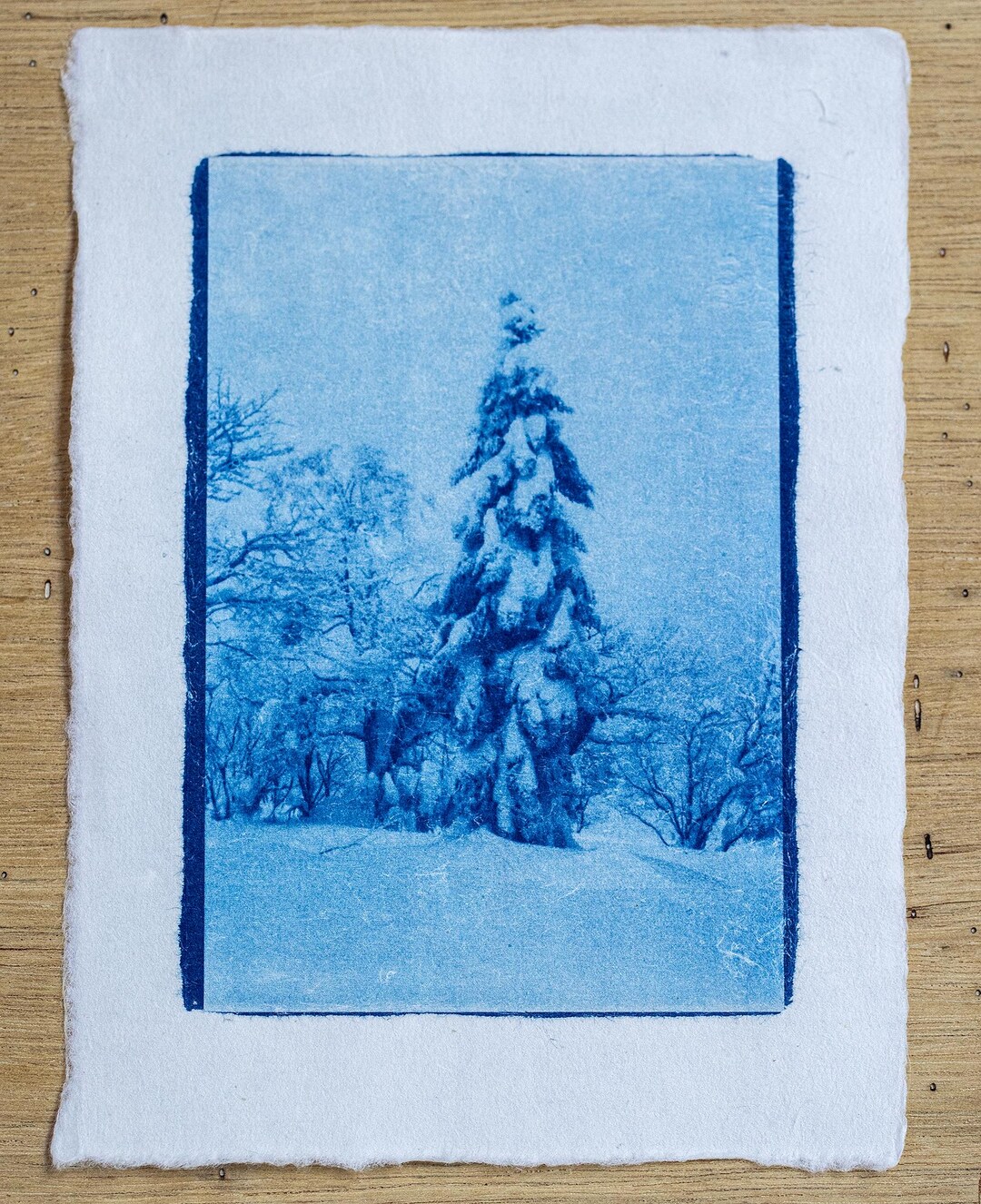The Tree. Cyanotype Print on Handmade Washi Paper (japanese Paper) - Etsy