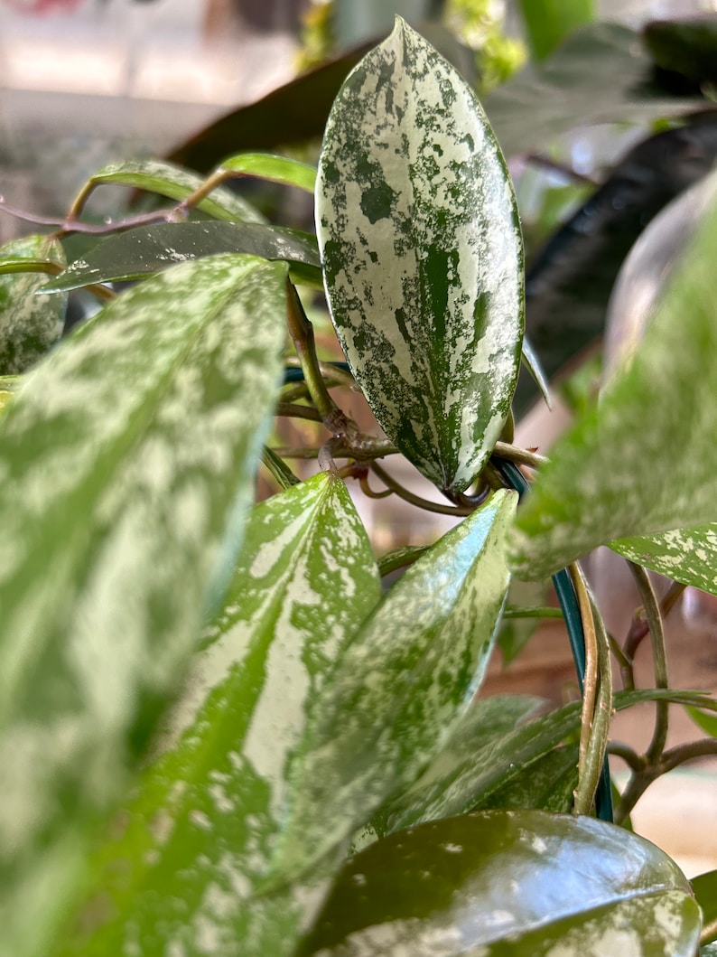 Hoya Pubicalyx Splash - Etsy