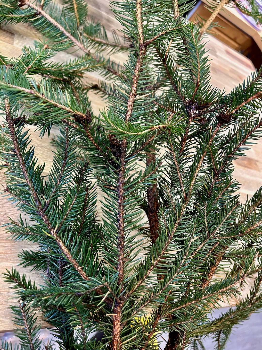 Fresh Fir Foliage Suitable for Christmas Crafts Wreaths Etc - Etsy UK
