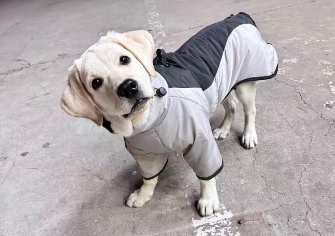 Reflective and Insulated Dog Cotton Jacket - Etsy