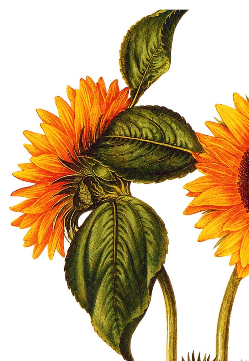 Set of 3 Sunflower Prints Wall Decor Flower Art Prints Beautiful Big ...