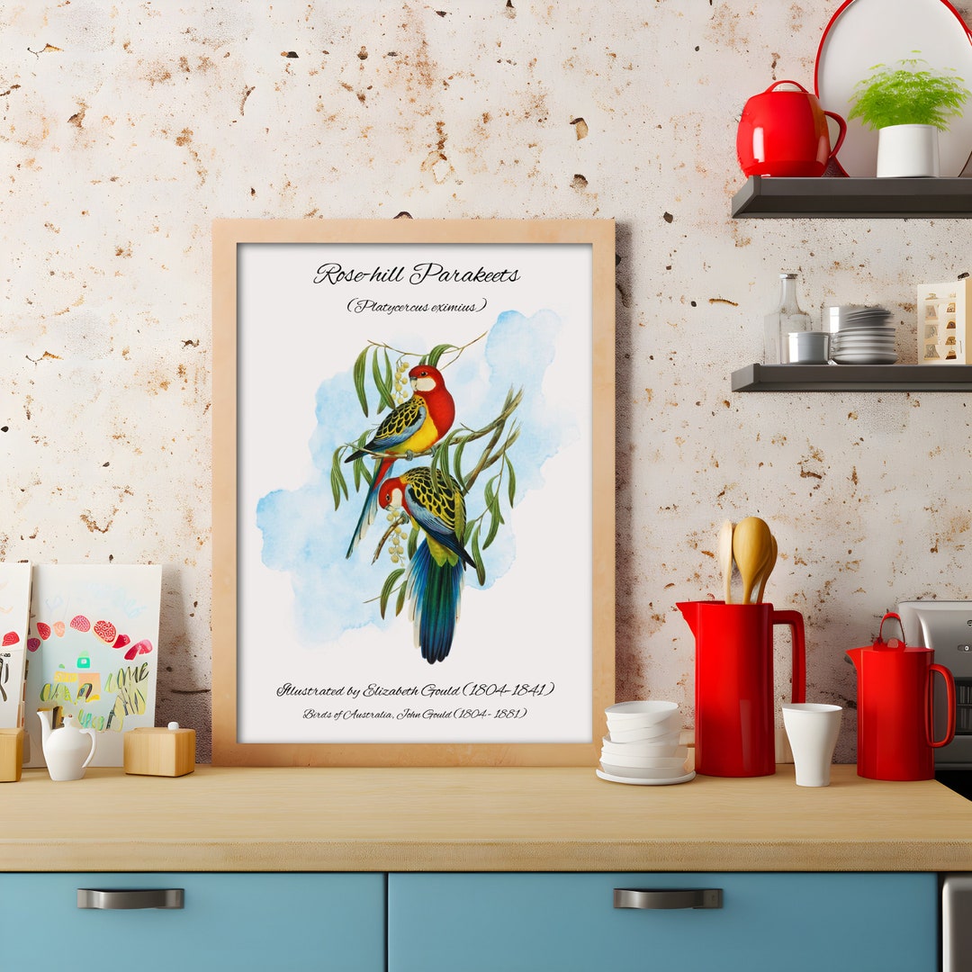 Bird Print Illustration of Parakeets, Vintage Artistic Colourful Bird ...
