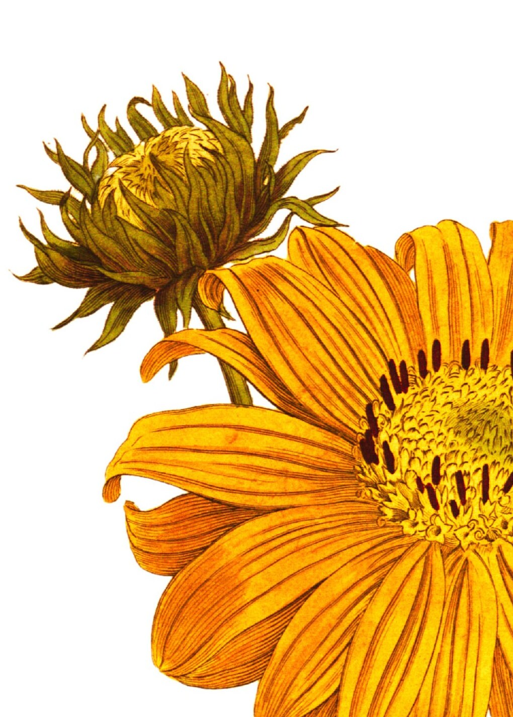 Set of 3 Sunflower Prints Wall Decor Flower Art Prints Beautiful Big ...