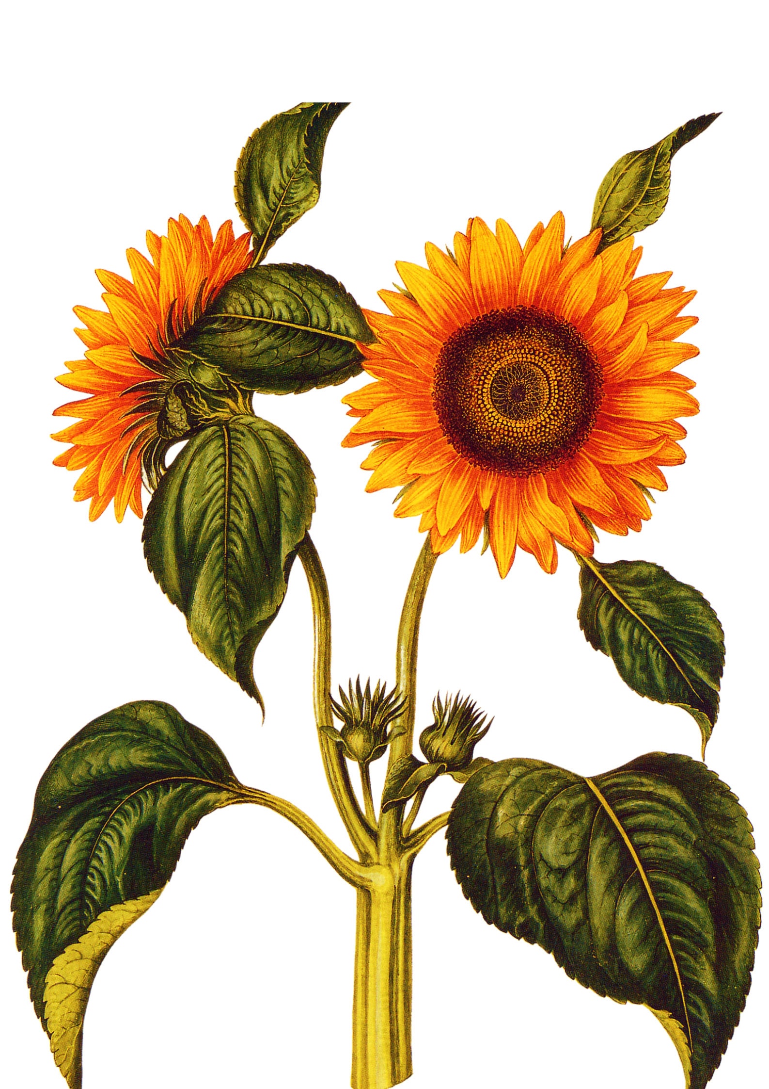 Set of 3 Sunflower Prints Wall Decor Flower Art Prints Beautiful Big ...