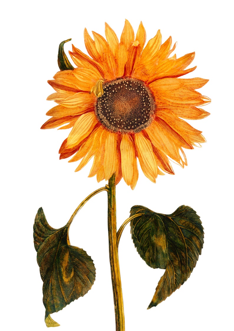 Set of 3 Sunflower Prints Wall Decor Flower Art Prints Beautiful Big ...