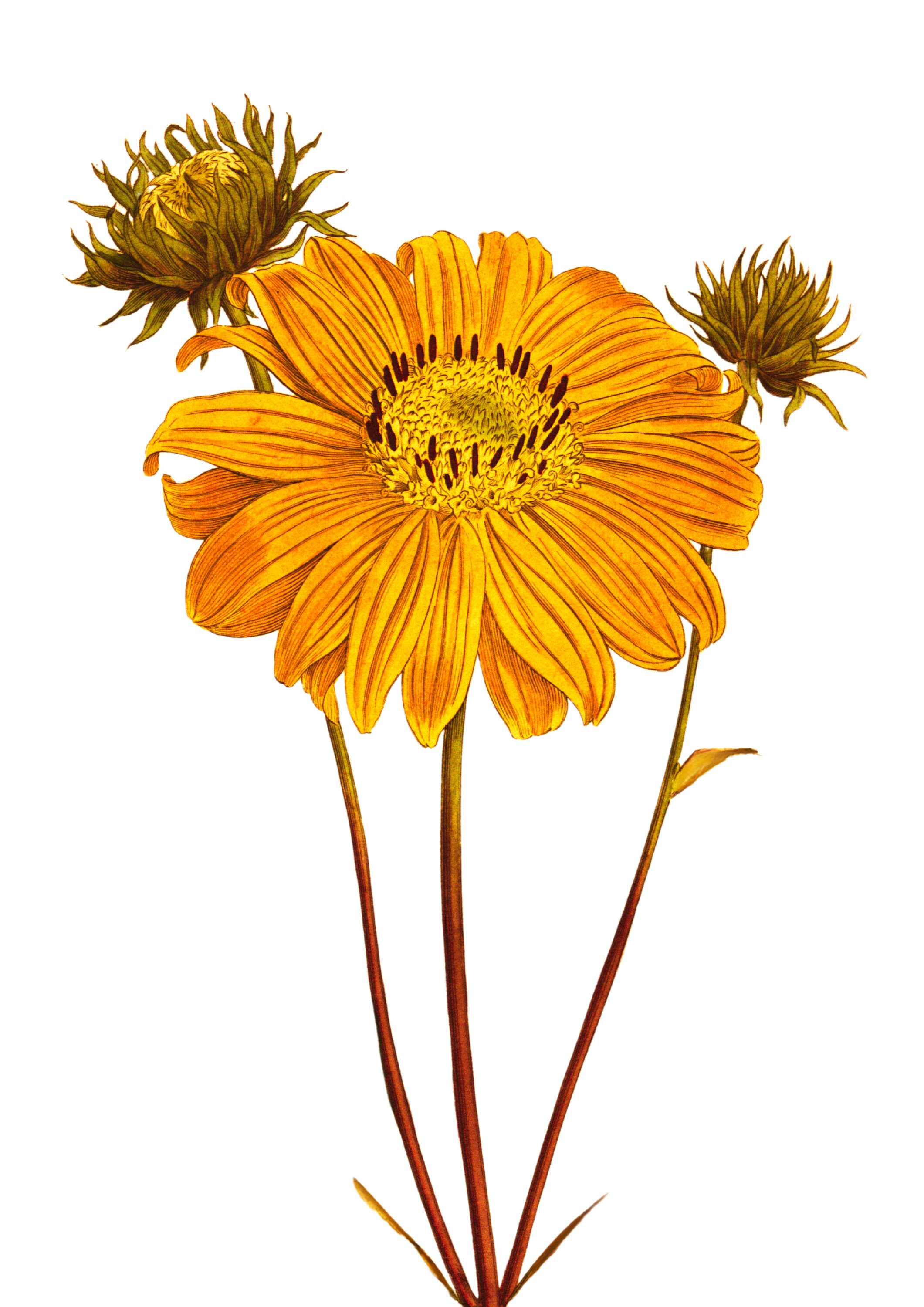 Set of 3 Sunflower Prints Wall Decor Flower Art Prints Beautiful Big ...